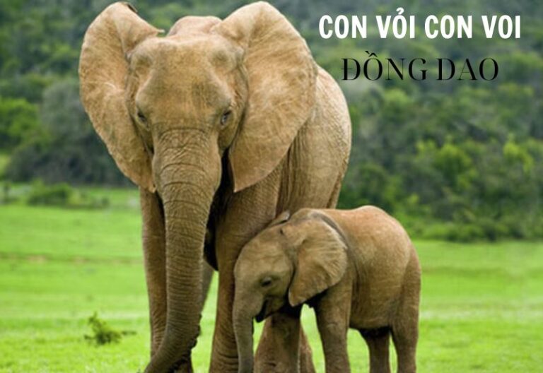 Con vỏi con voi: Nội dung và ý nghĩa bài đồng dao